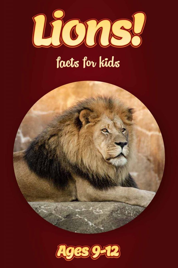 Lion Facts – Kids Non Fiction Book (Ages 9-12) – clouducated